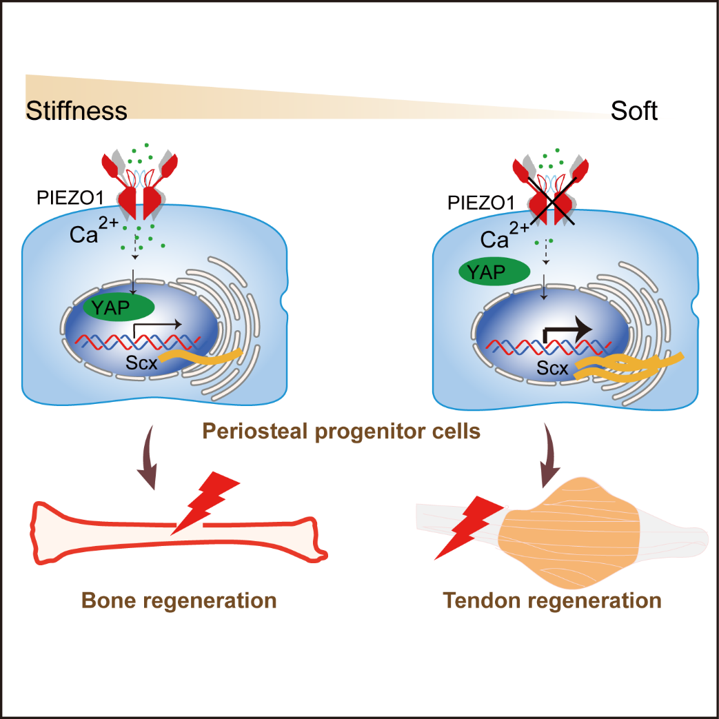 科研速递！Cell Reports‖邹卫国/王丽君研究团队发现PIEZO1-YAP1通路平衡骨膜祖细胞的成骨-肌腱分化可塑性-海南省医学科学院
