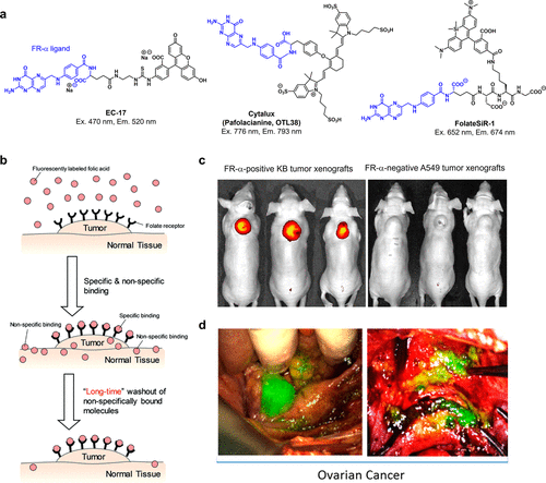 用于癌症诊疗的激活型荧光探针-摘要及引言-海南省生物材料与医疗器械工程研究中心