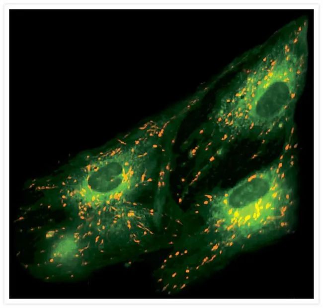 线粒体膜电位JC-1实验-海南省生物材料与医疗器械工程研究中心