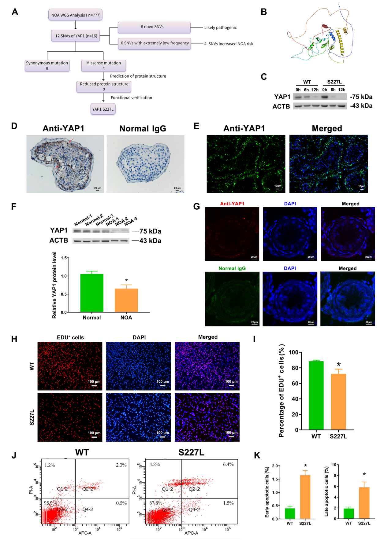何祖平研究团队发现YAP1与RAD21相互作用靶向NEDD4调控人精原干细胞的命运决定和男性不育的新机制[2024, Research]-海南省医学科学院