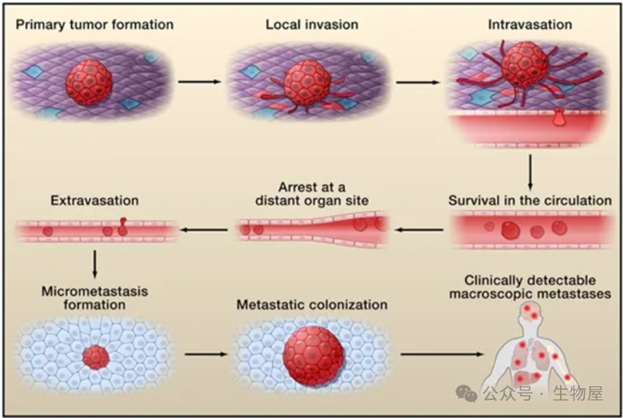 实验技术(四)：Transwell细胞迁移/侵袭实验-海南省生物材料与医疗器械工程研究中心