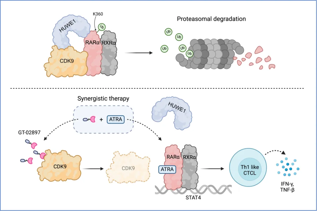 科研速递：《Nat Commun（自然·通讯）》丨陈国强团队发现CDK9调控RARα蛋白降解并开发T细胞淋巴瘤靶向治疗新策略-海南医科大学（海南省医学科学院）