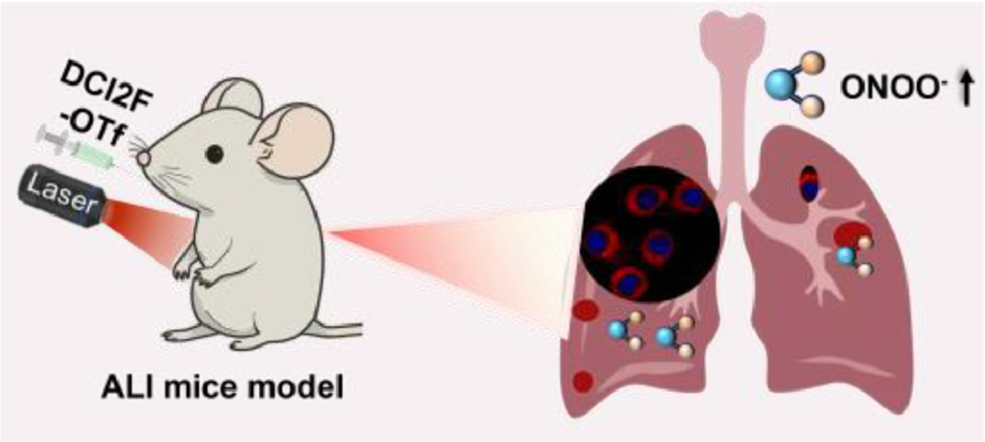 一种新型邻近标记近红外荧光探针用于急性肺损伤中ONOO-的原位成像-海南省生物材料与医疗器械工程研究中心