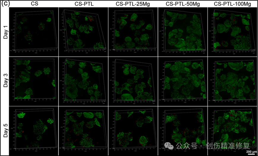 细胞染色——活死染色（Live-Dead Cell Staining）-海南省生物材料与医疗器械工程研究中心